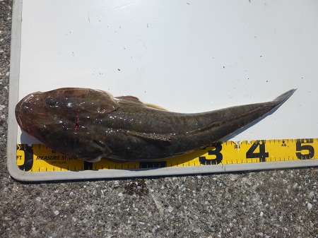 ボート釣りの相川ボート店(東京湾 横浜 金沢八景 金沢漁港)